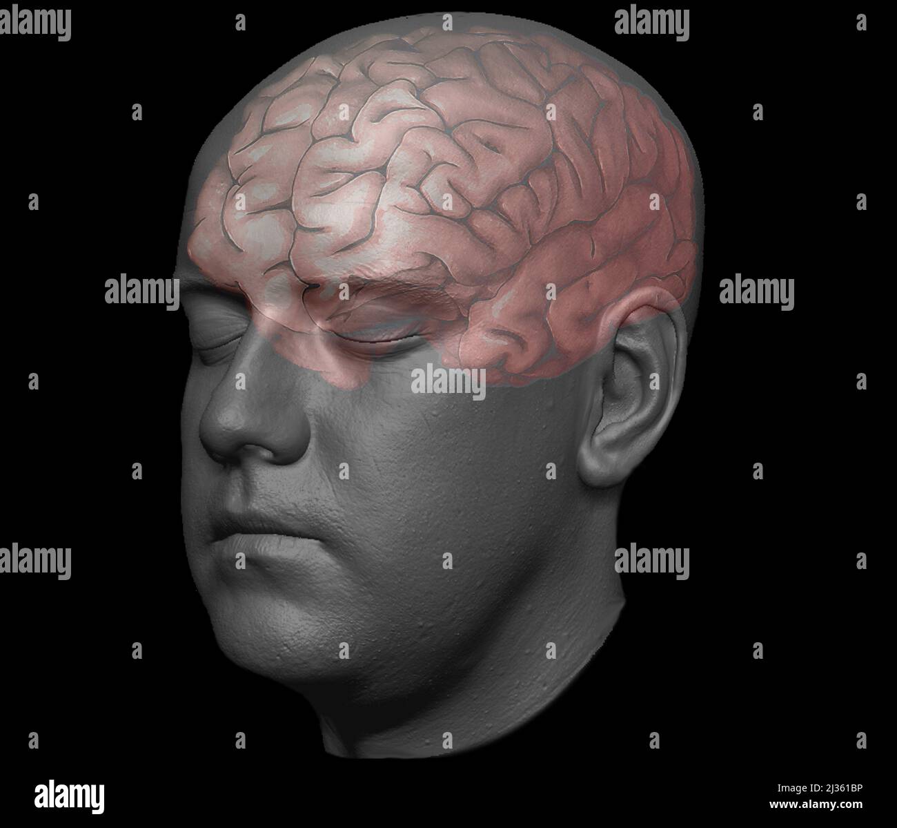 Normal brain, 3D CT scan Stock Photo - Alamy