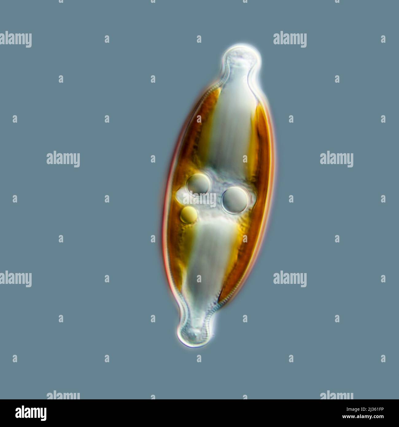 Caloneis freshwater diatom, light micrograph Stock Photo - Alamy