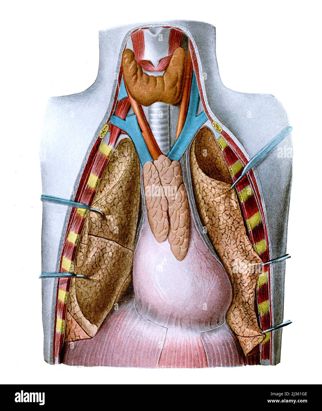 Thorax of a child, illustration Stock Photo - Alamy