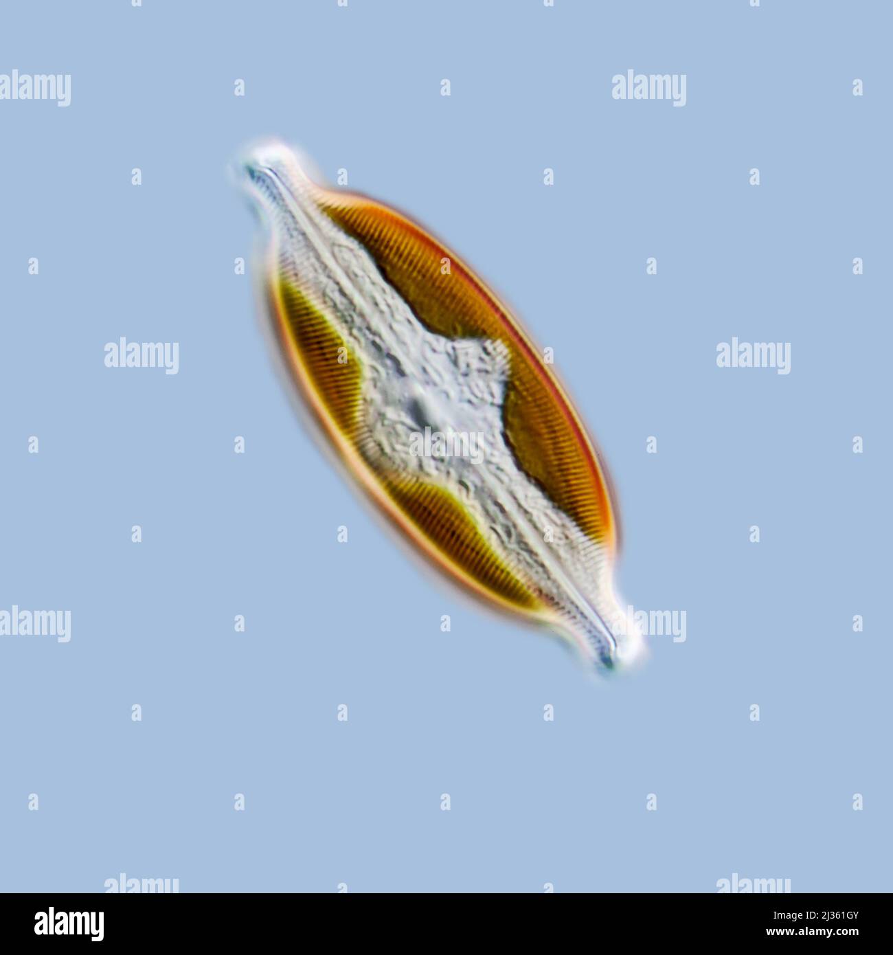 Caloneis freshwater diatom, light micrograph Stock Photo - Alamy
