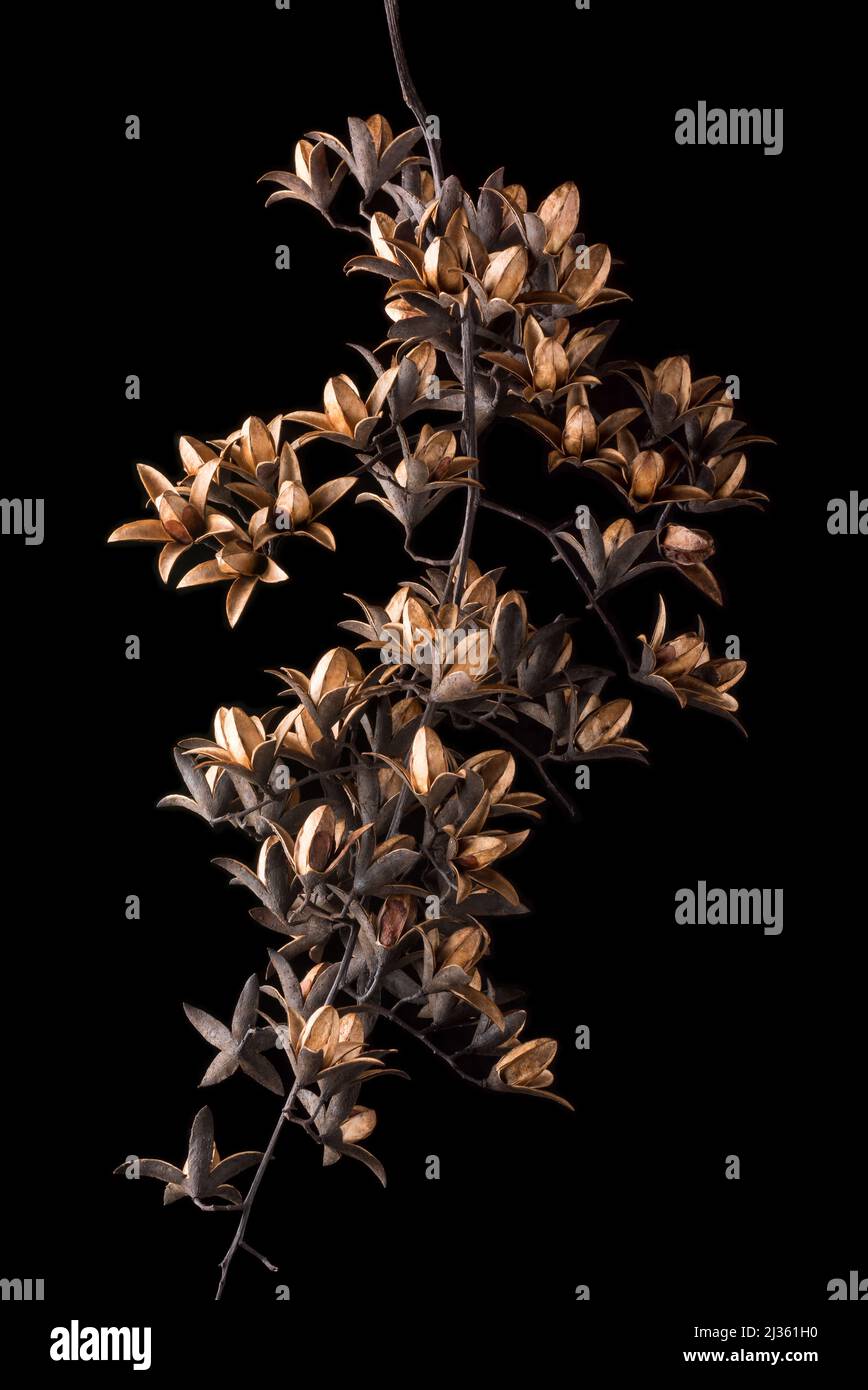 Toon seeds hi-res stock photography and images - Alamy