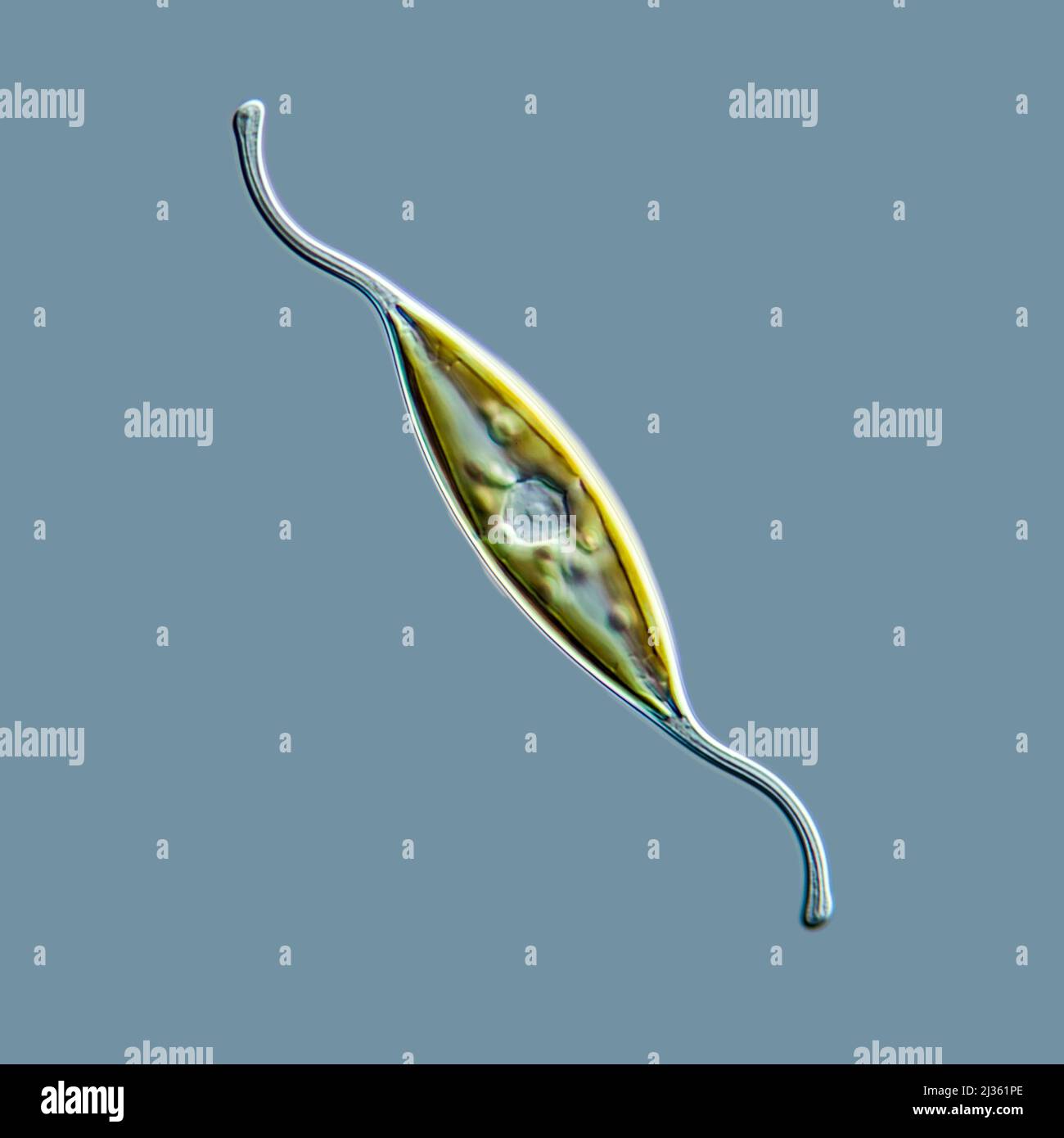 Marine diatom Gyrosigma fasicola, light micrograph Stock Photo - Alamy