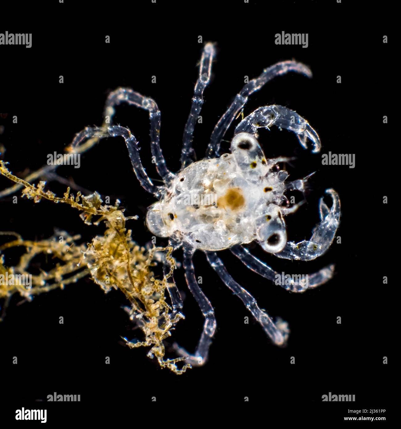 Crab megalops larva, light micrograph Stock Photo - Alamy