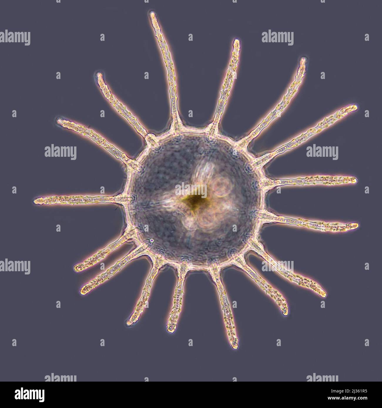 Obelia Medusa Under Microscope