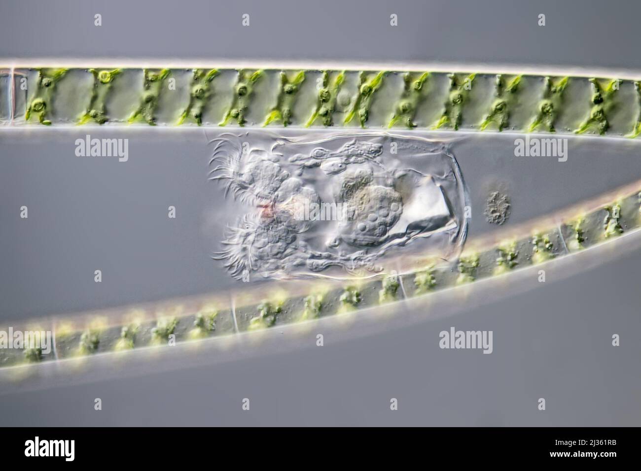 Keratella rotifer and Spirogyra algae, light micrograph Stock Photo - Alamy