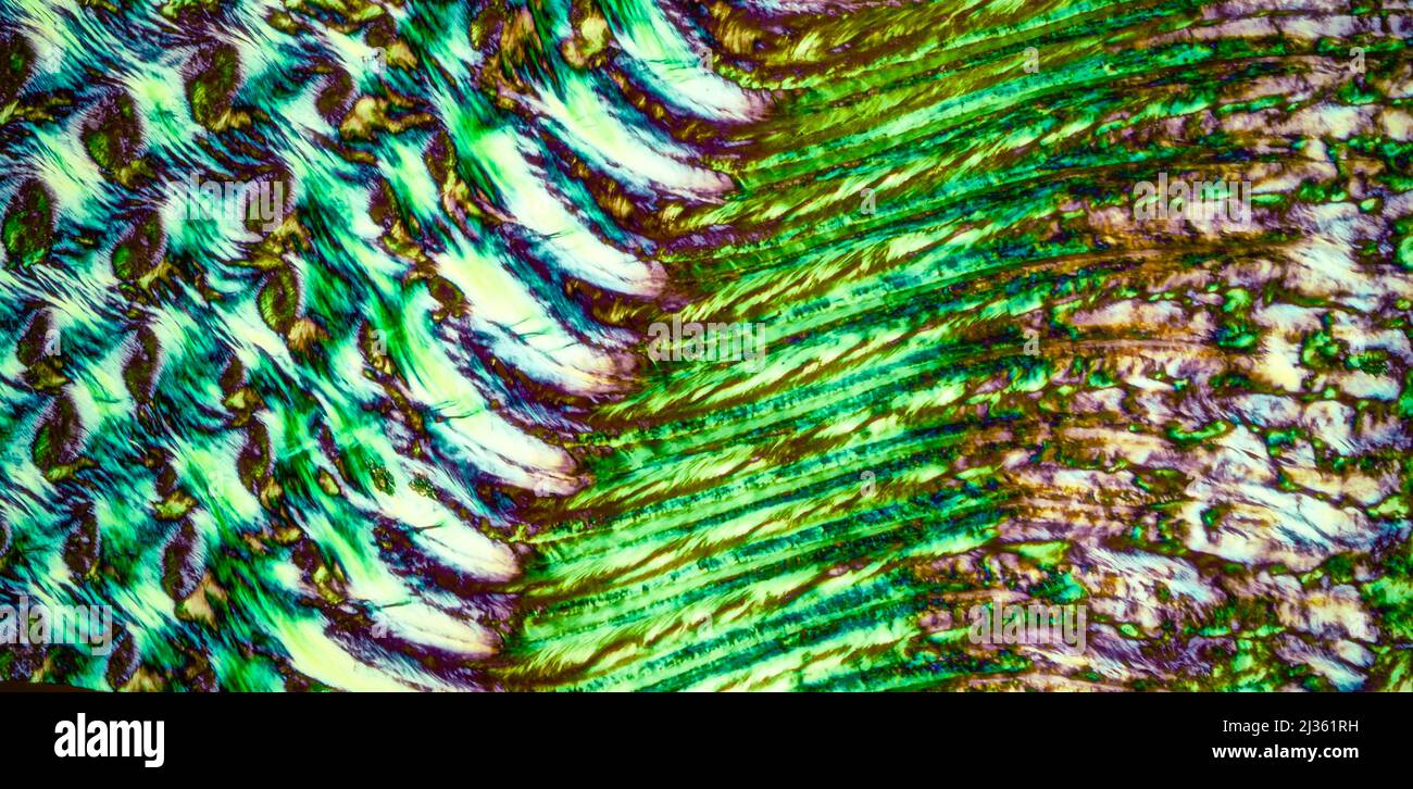 Horse hoof, light micrograph Stock Photo - Alamy