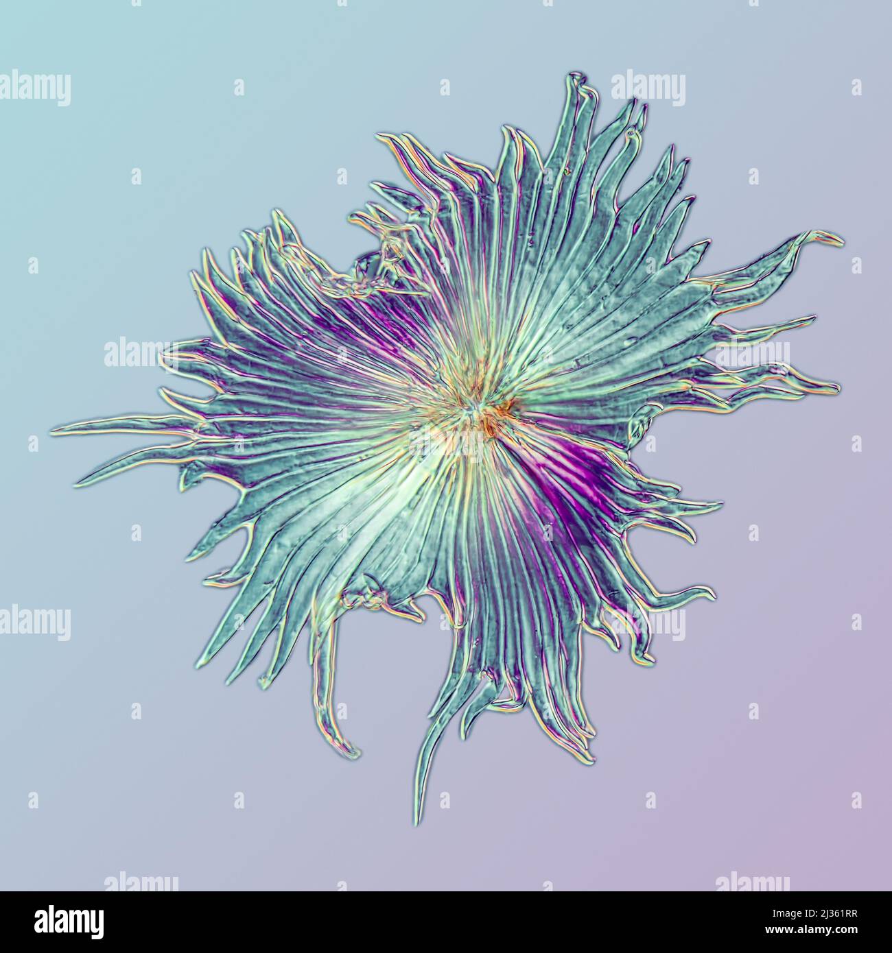 Sea buckthorn leaf scale, light micrograph Stock Photo - Alamy
