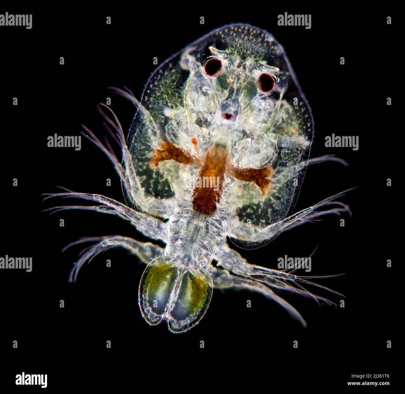 Fish louse, light micrograph Stock Photo - Alamy