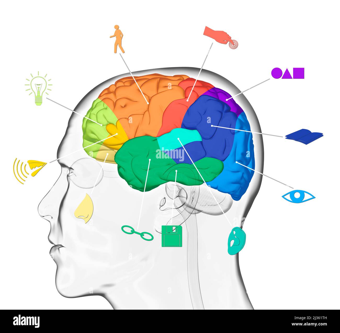 Functional areas of the brain, illustration Stock Photo - Alamy