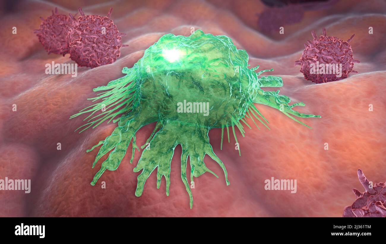 Dendritic cell and lymphocytes, illustration Stock Photo - Alamy