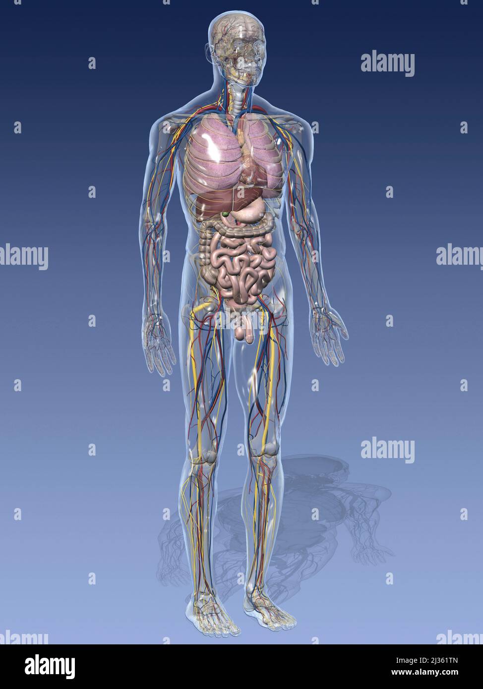 Male anatomy, illustration Stock Photo - Alamy
