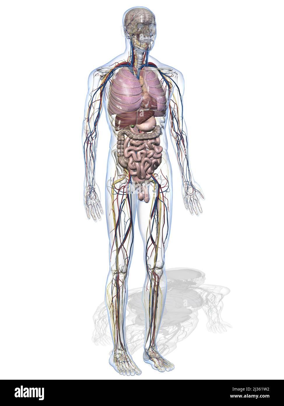 Male anatomy, illustration Stock Photo - Alamy