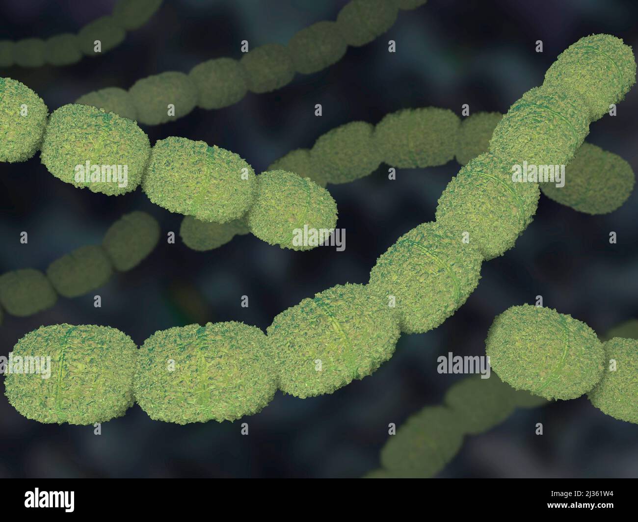 Finegoldia magna bacteria, illustration Stock Photo - Alamy