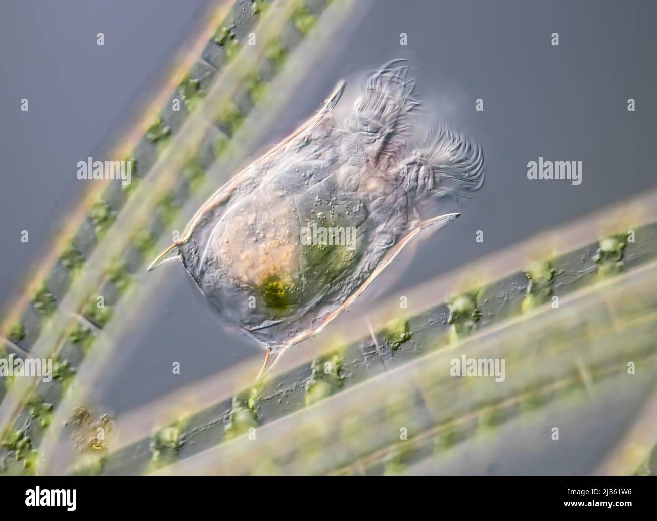 Keratella rotifer and Spirogyra algae, light micrograph Stock Photo - Alamy