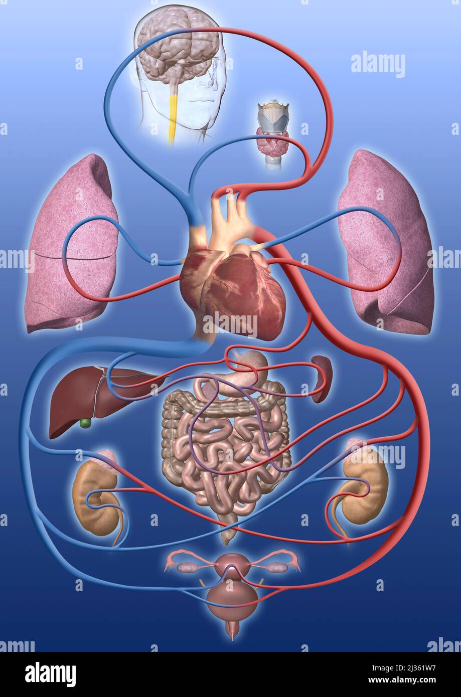 Cardiovascular system and organs, illustration Stock Photo - Alamy