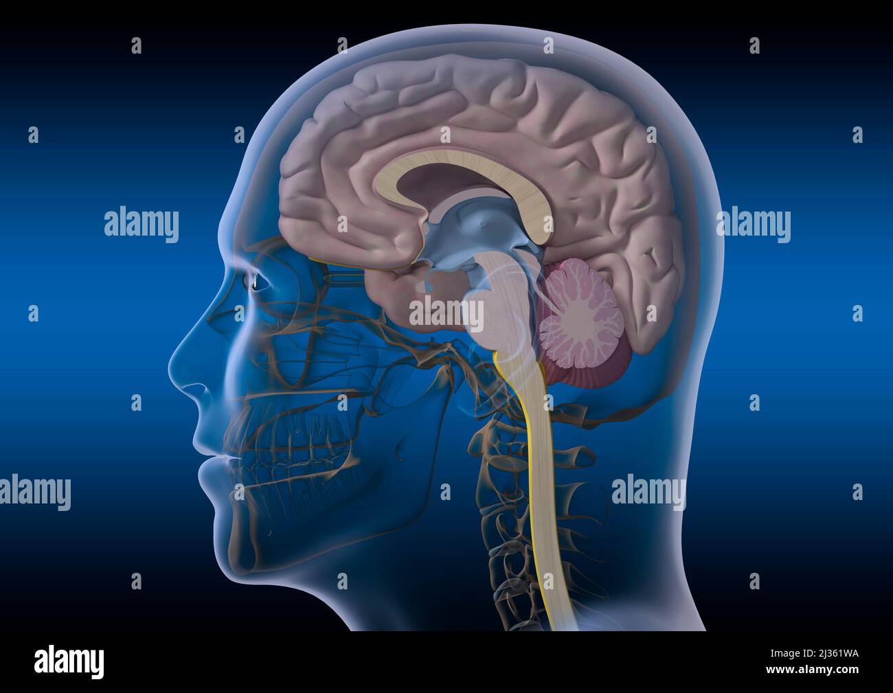Human brain anatomy, illustration Stock Photo - Alamy
