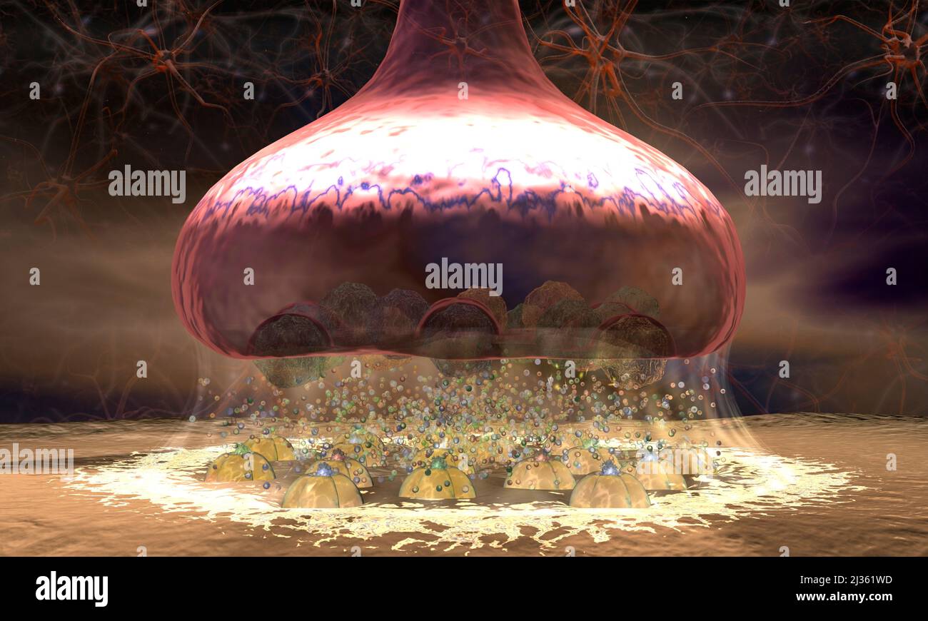 Action potential at synaptic gap, illustration Stock Photo - Alamy