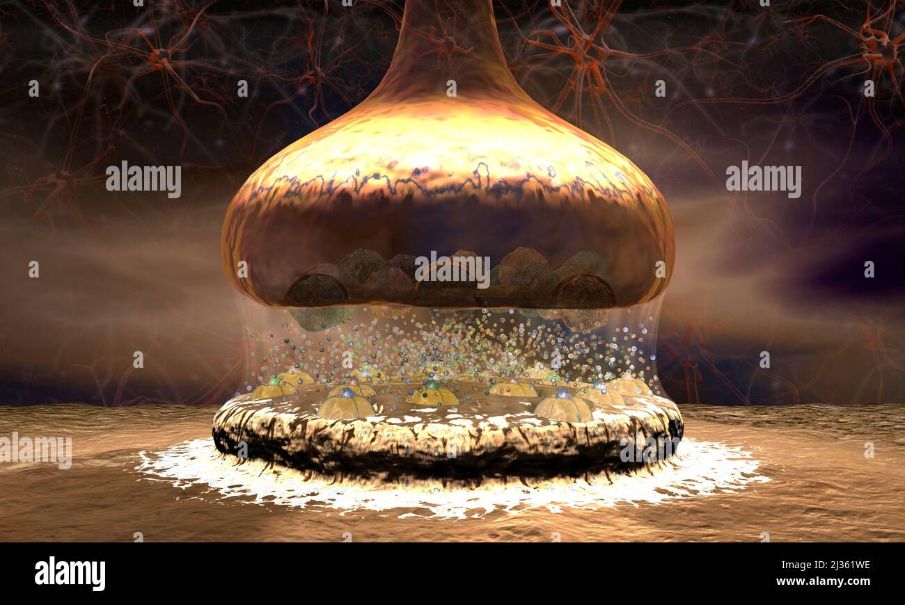 Action potential at synaptic gap, illustration Stock Photo - Alamy