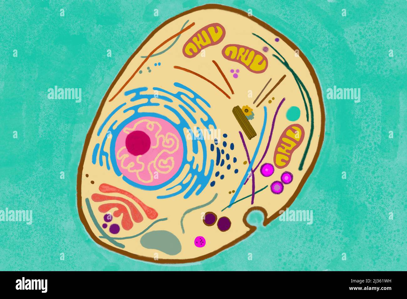 Animal cell, illustration Stock Photo - Alamy