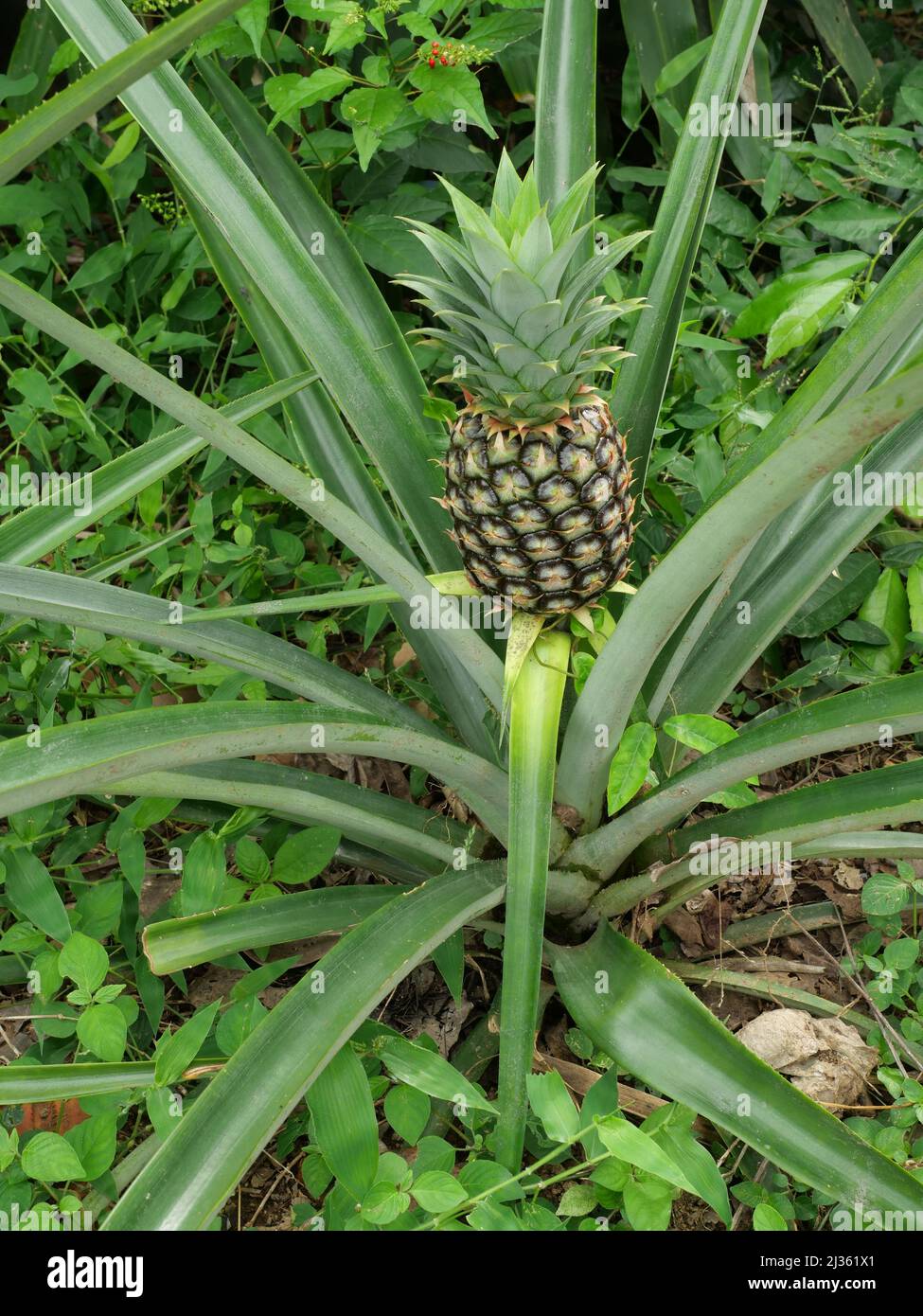 Young pineapple fruit on tree plant with natural green background ...