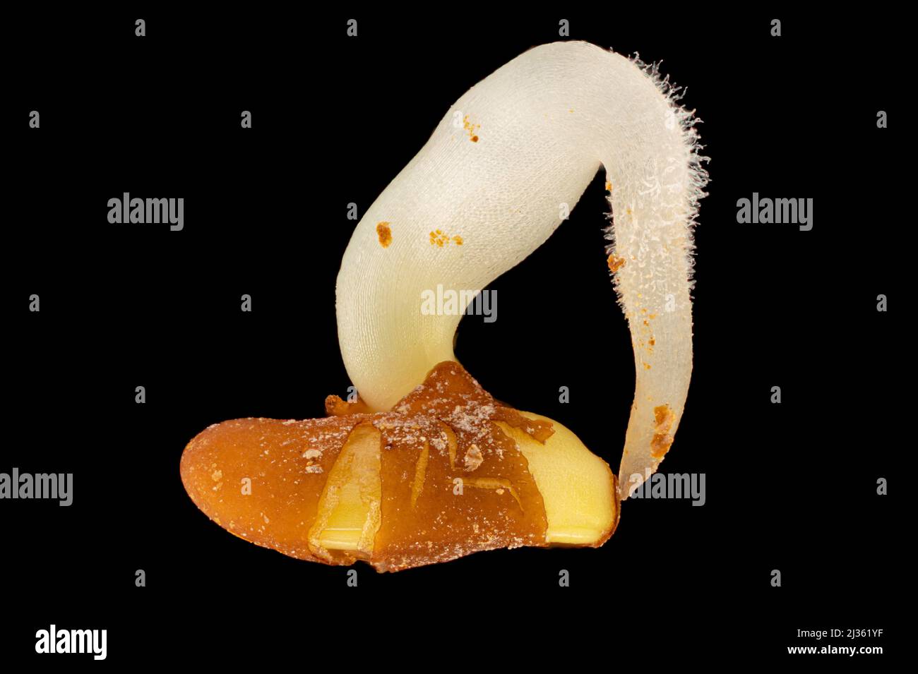 Germinating alfalfa (Medicago sativa) seed Stock Photo - Alamy