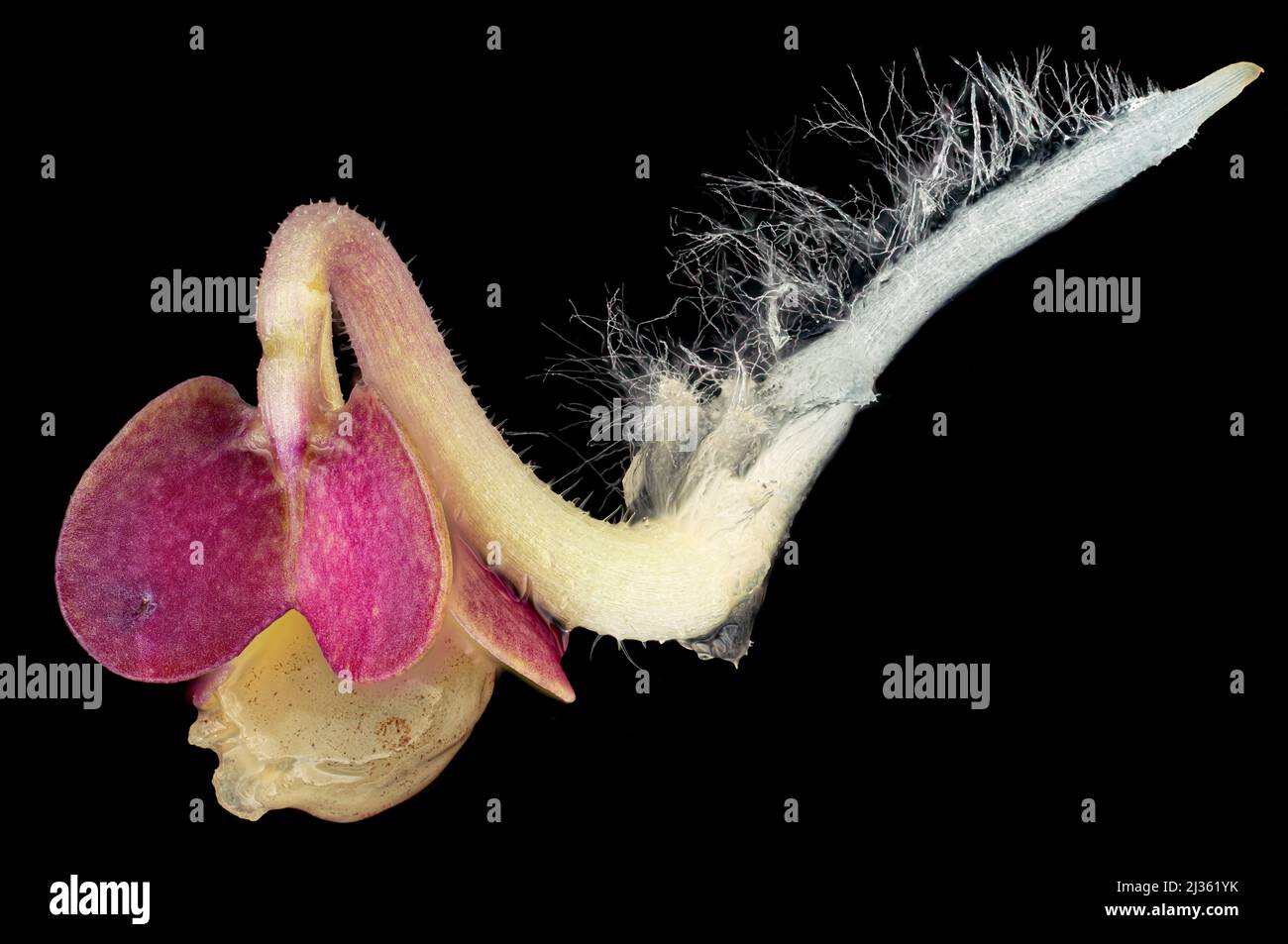 Germinating white mustard (Sinapis alba) seed Stock Photo - Alamy