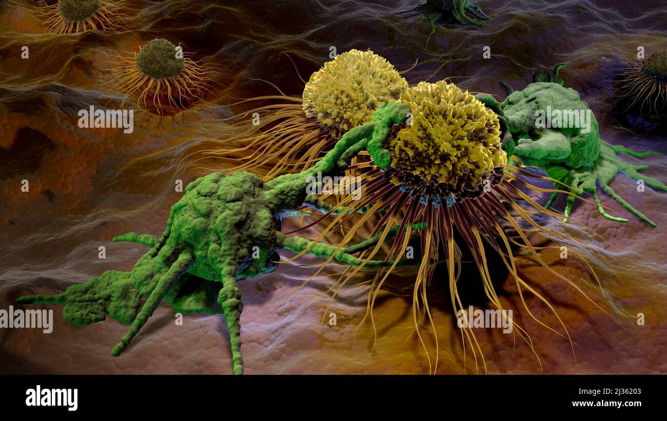Natural killer cells attacking cancer, illustration Stock Photo - Alamy