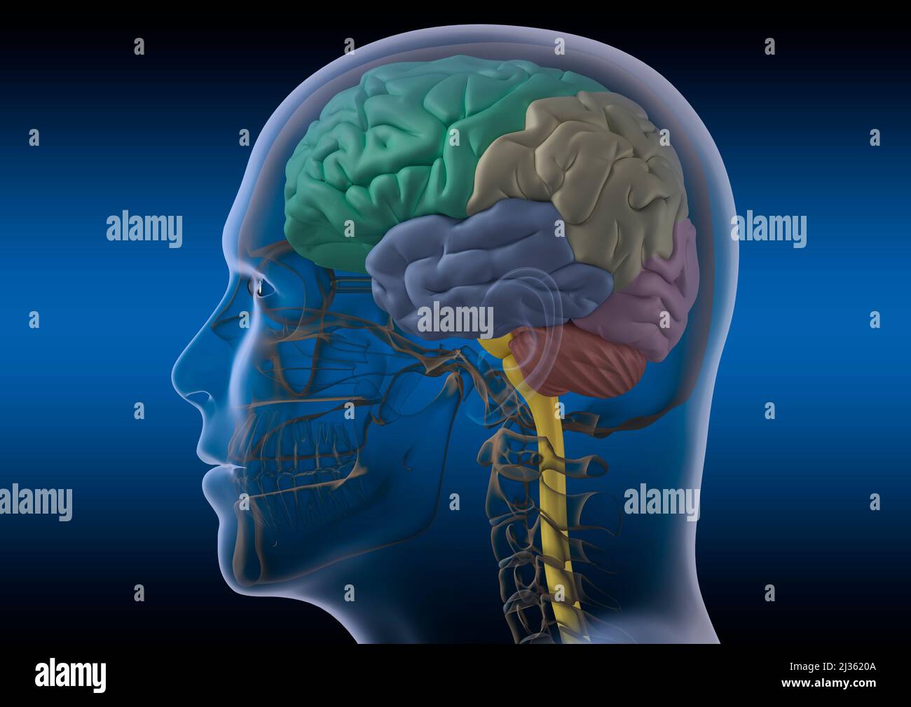 Regions of the brain, illustration Stock Photo - Alamy