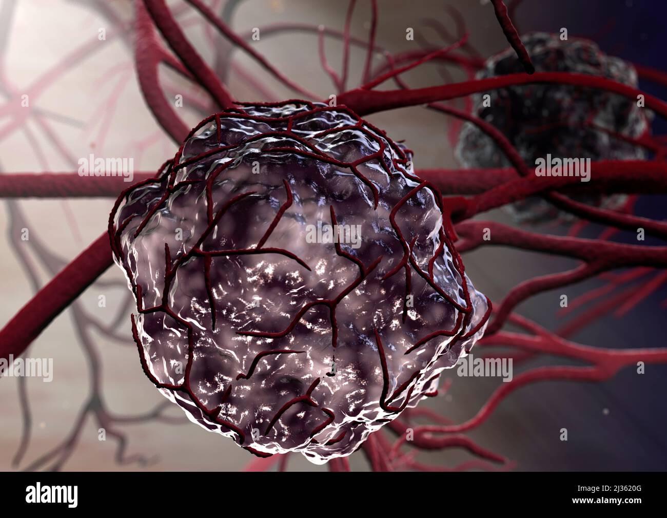 Blood vessel formation, illustration Stock Photo - Alamy