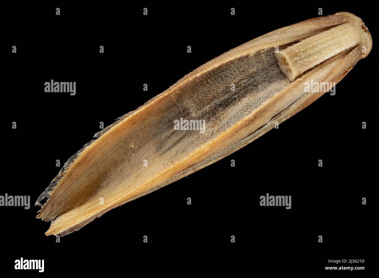 Italian ryegrass (Lolium multiflorum) seed Stock Photo - Alamy