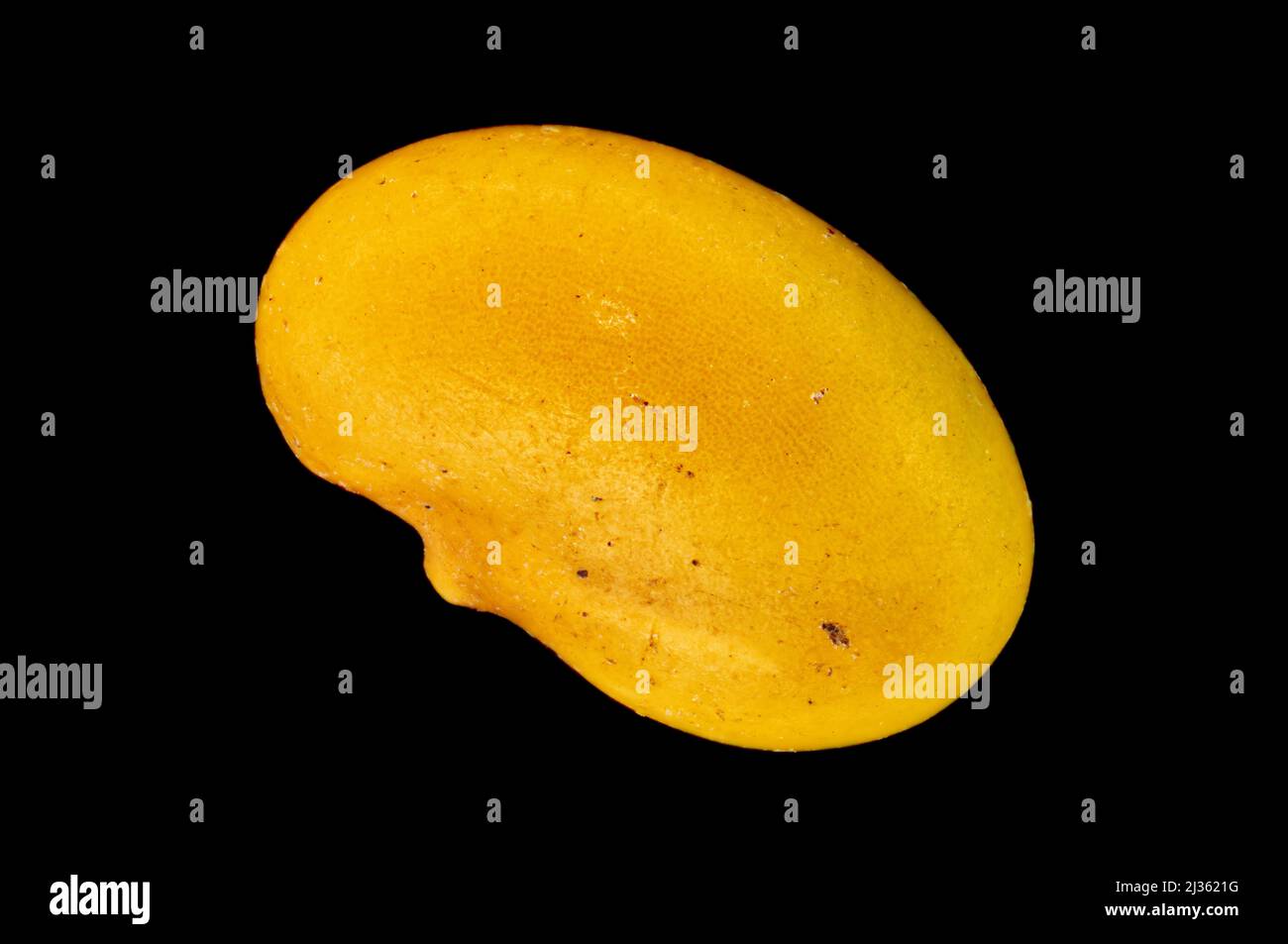 Black medick (Medicago lupulina) seed Stock Photo - Alamy