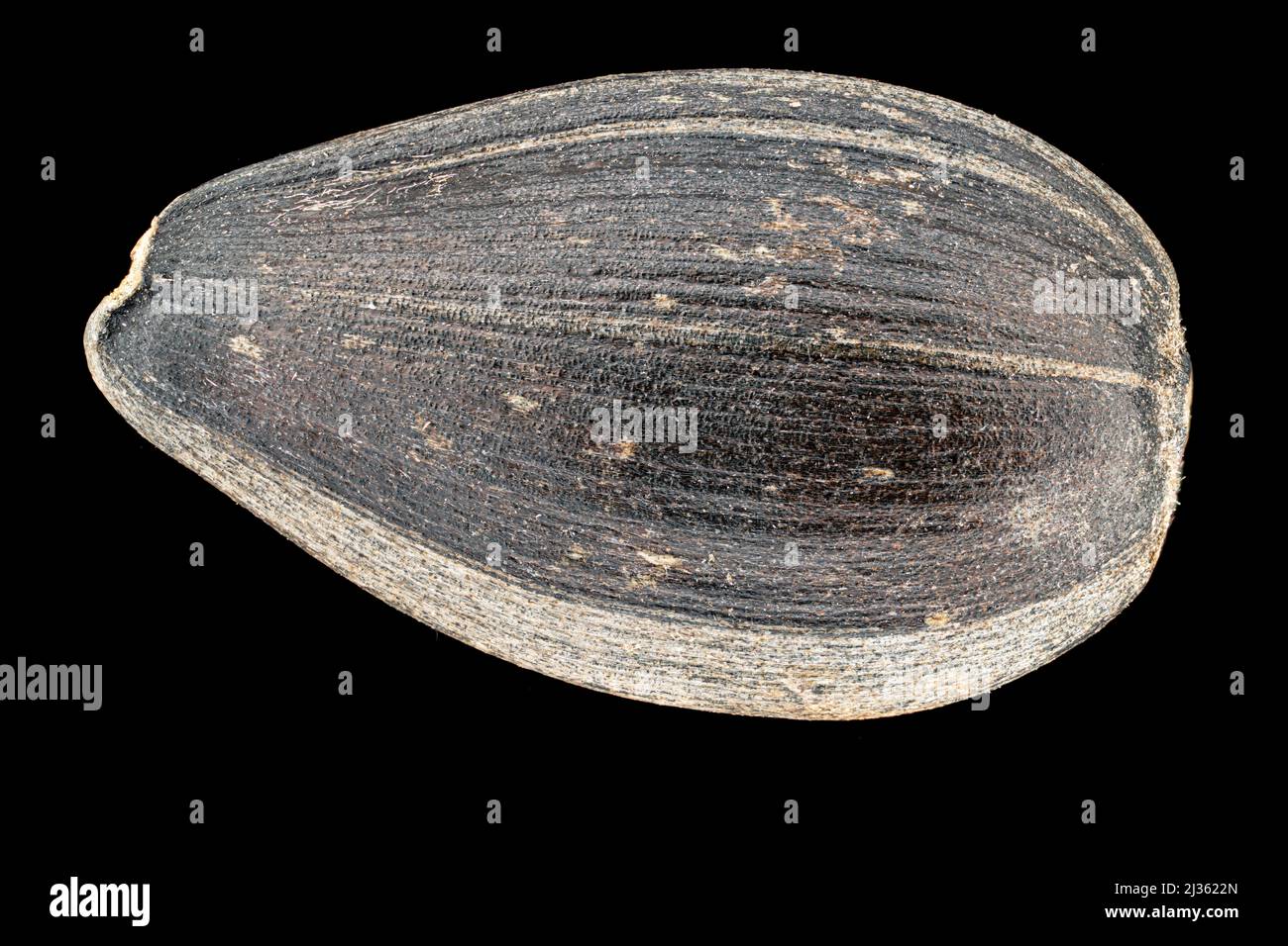 Sunflower (Helianthus annuus) seed Stock Photo - Alamy