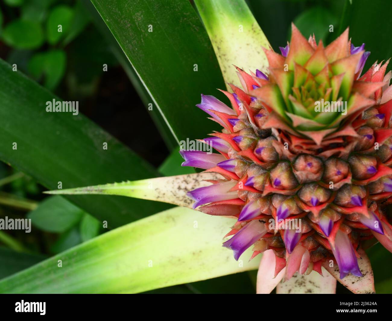 Red pineapple hi-res stock photography and images - Alamy