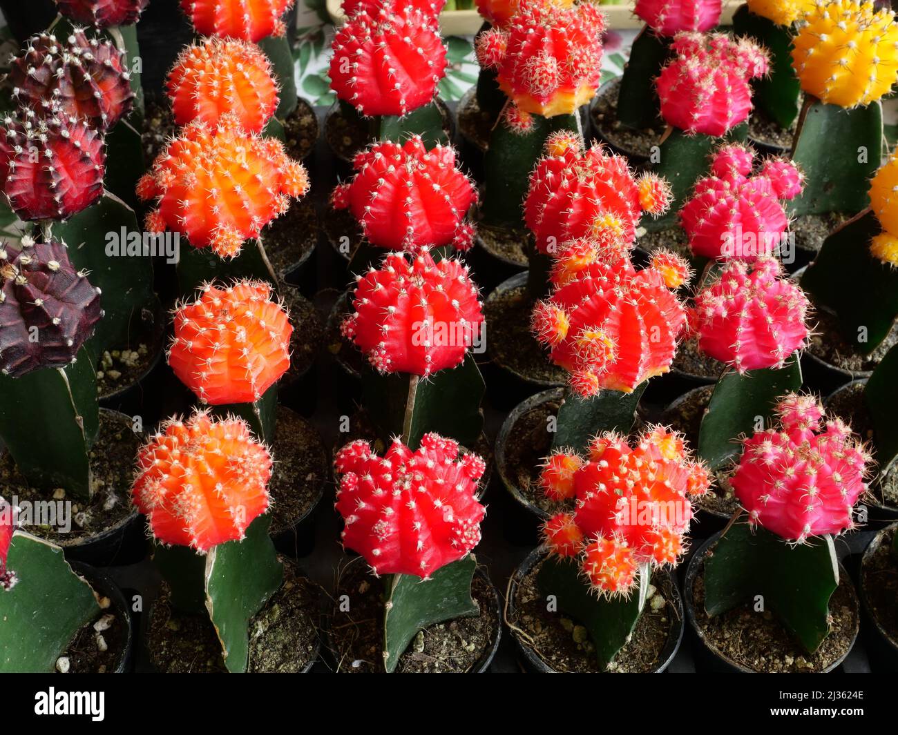 Moon flower hi-res stock photography and images - Alamy