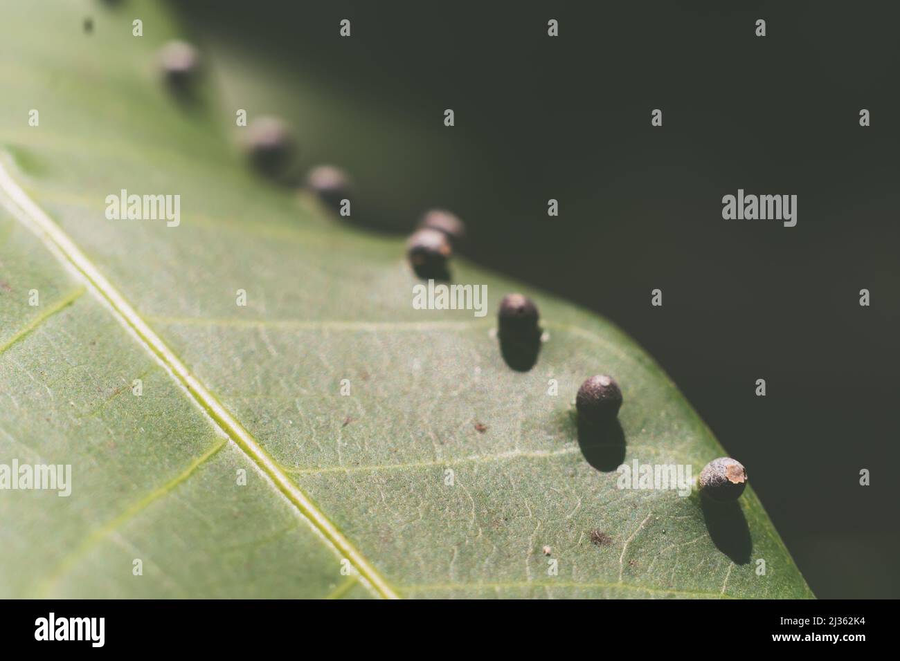 Abstract BANNER larvae of insect eggs ball shape accuracy lie beauty ...