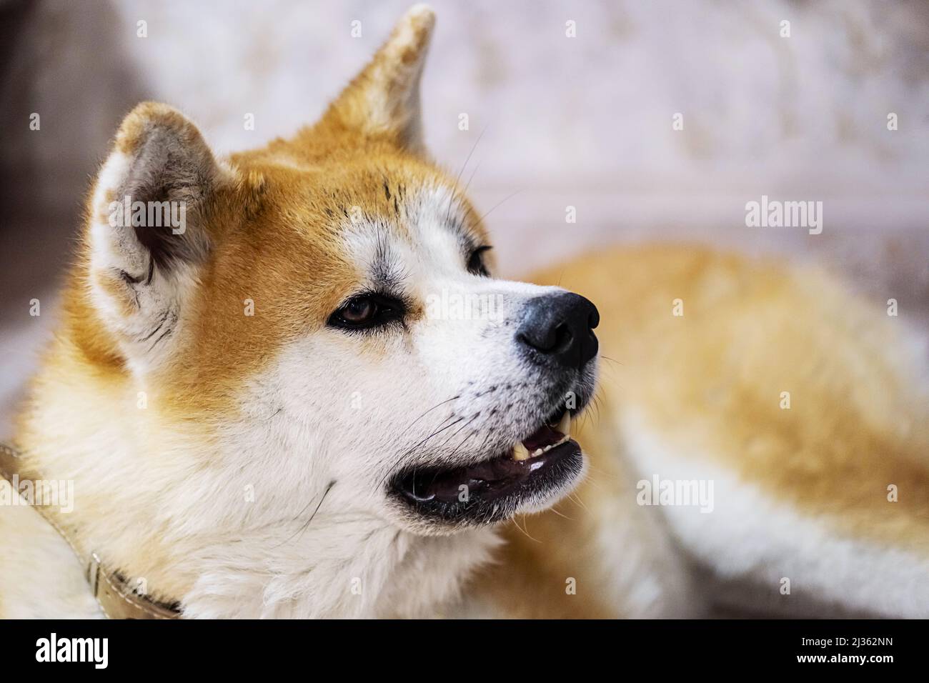 Japanese akita dog breed hi-res stock photography and images - Alamy