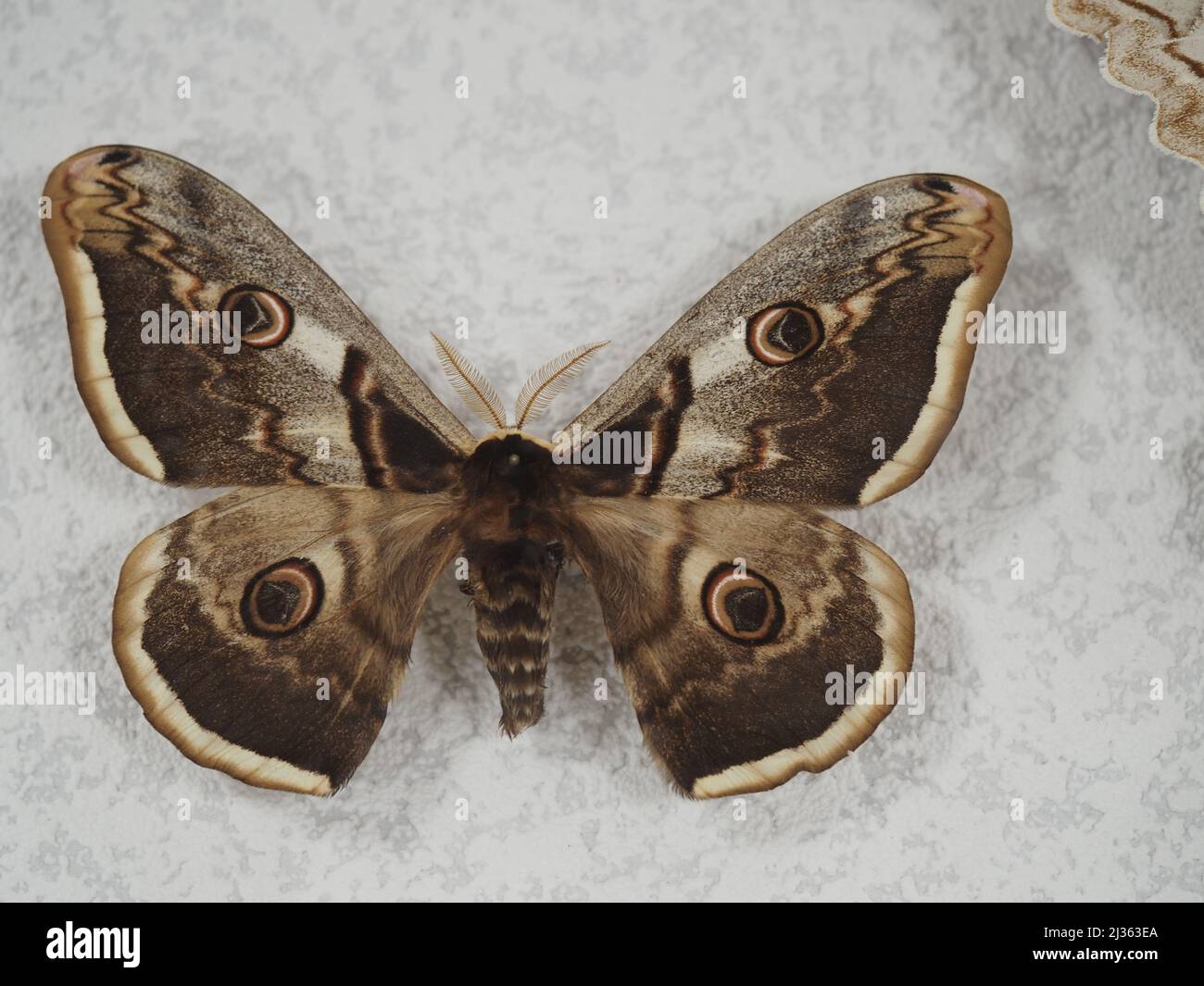 Night butterflies museum hi-res stock photography and images - Alamy