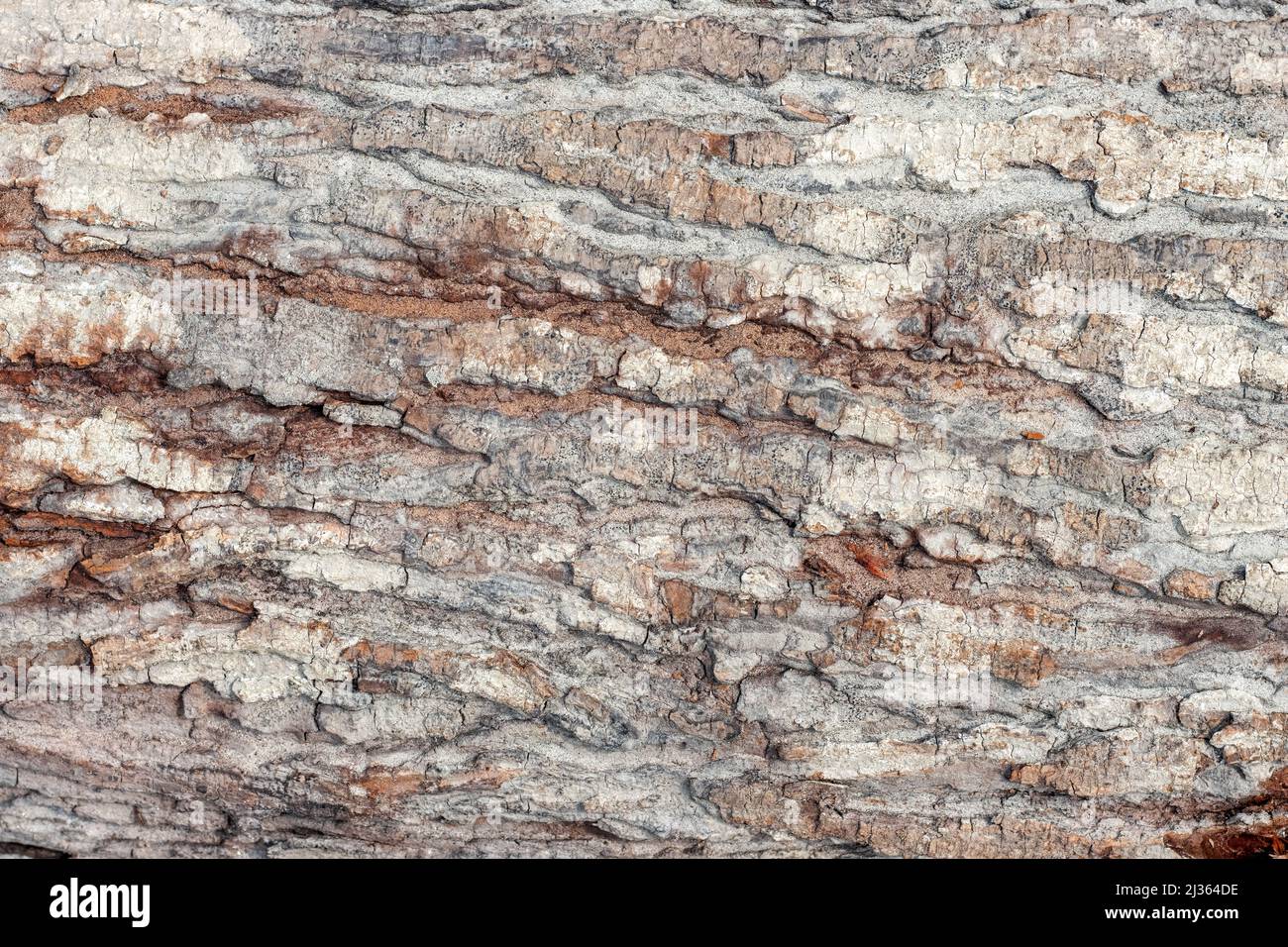 Rugged tree bark hi-res stock photography and images - Alamy