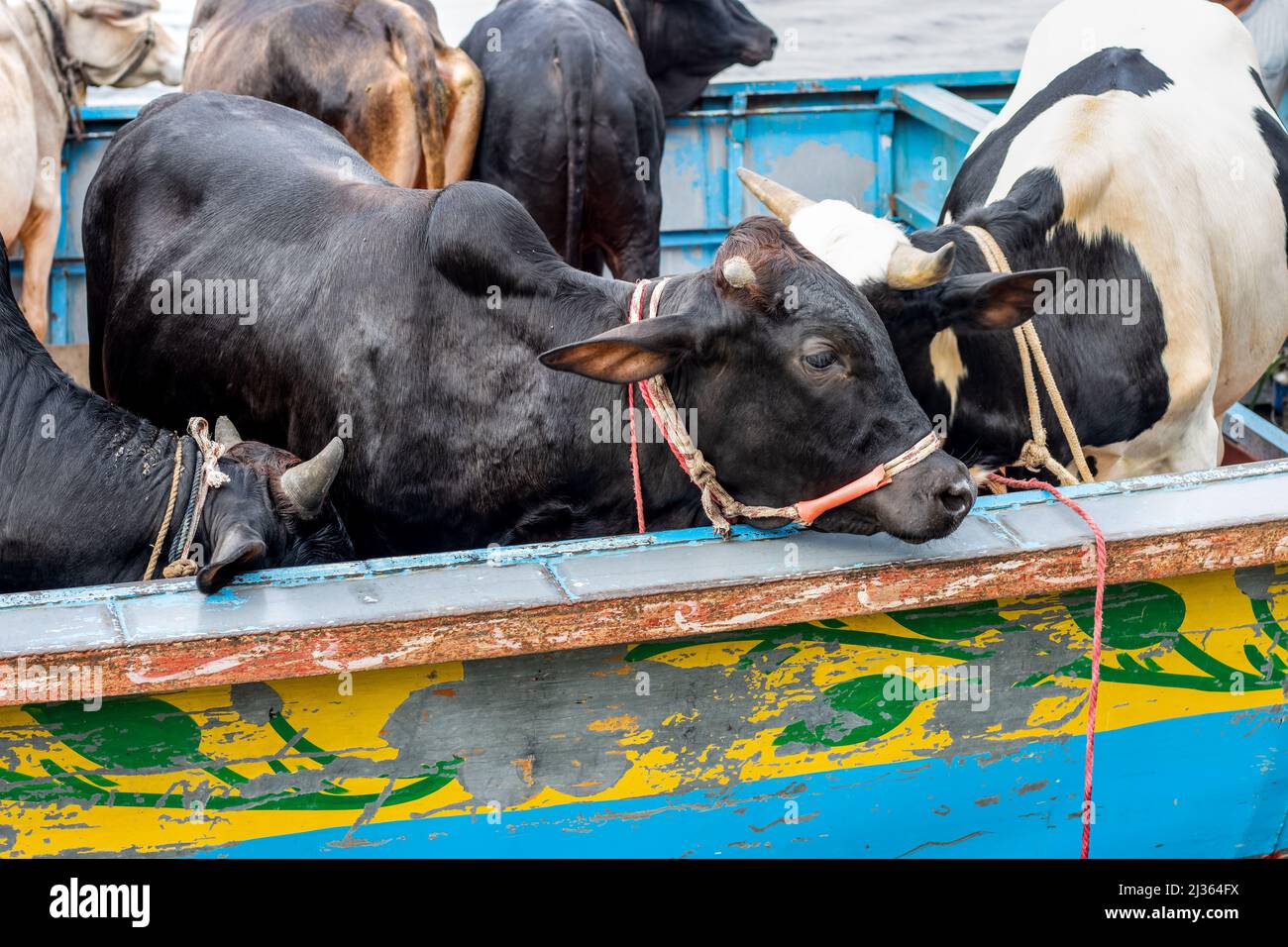 Domestic sheep and boat hi-res stock photography and images - Alamy