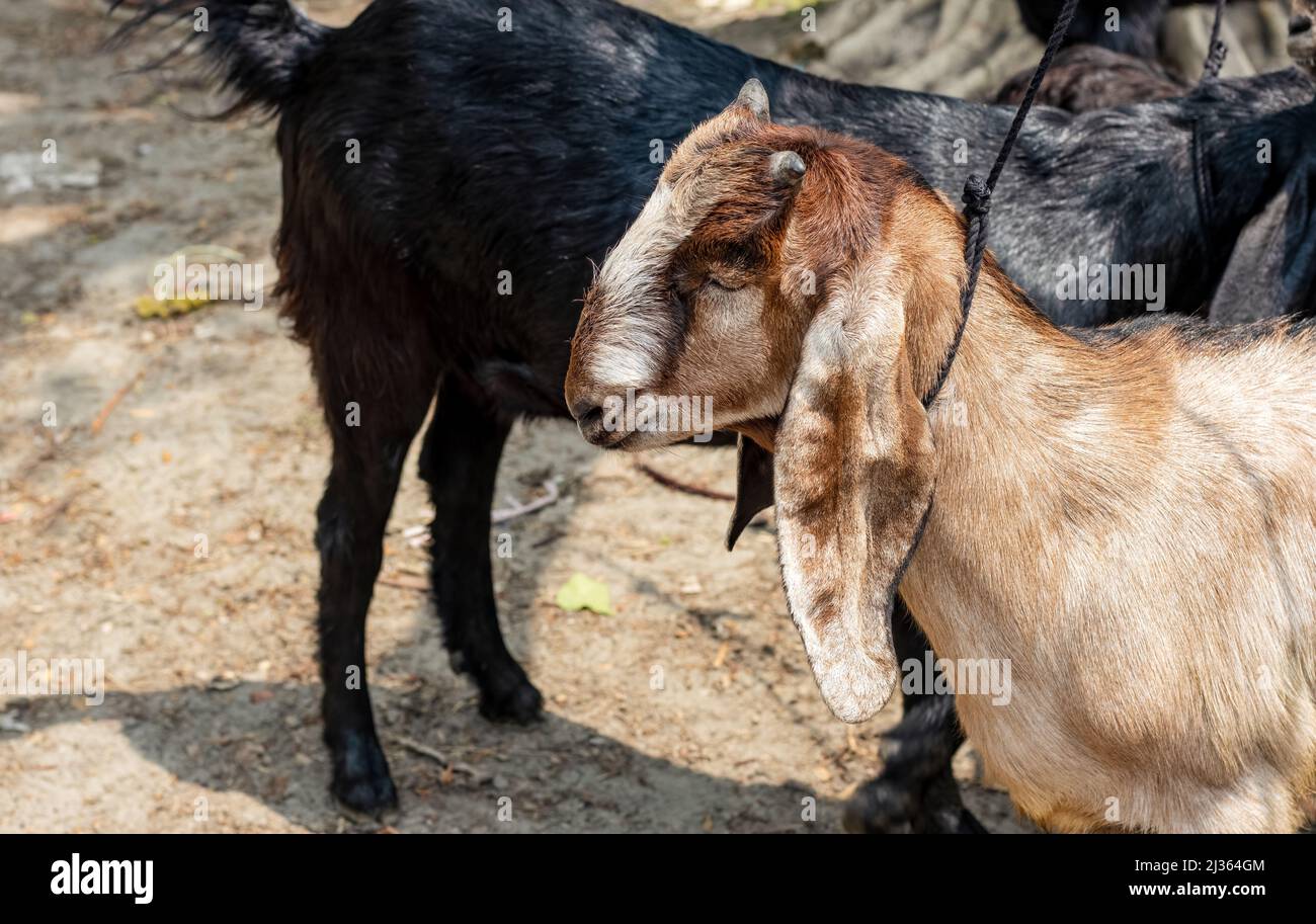 Headshot of domestic goat in an animal market Stock Photo - Alamy