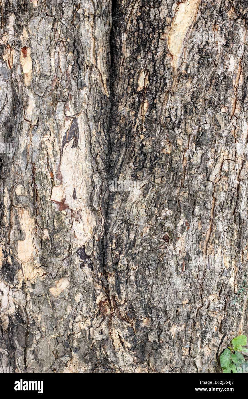 Tree stump with rugged bark close up shot inside of the forest Stock ...