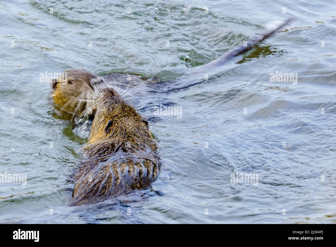 A couple of Nutria swimming in a river in Louisiana, USA Stock Photo ...
