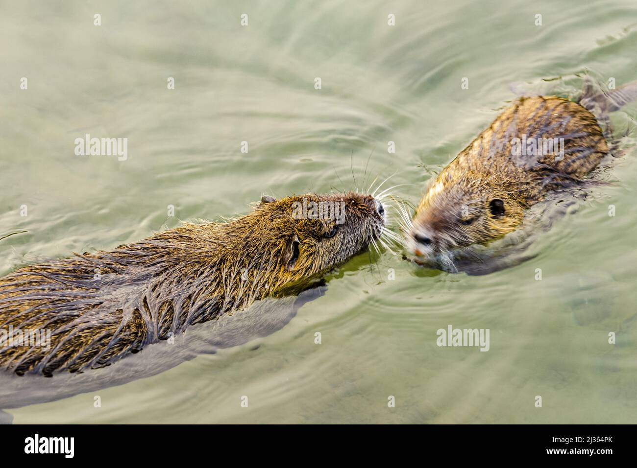 Myocastor coypus louisiana hi-res stock photography and images - Alamy