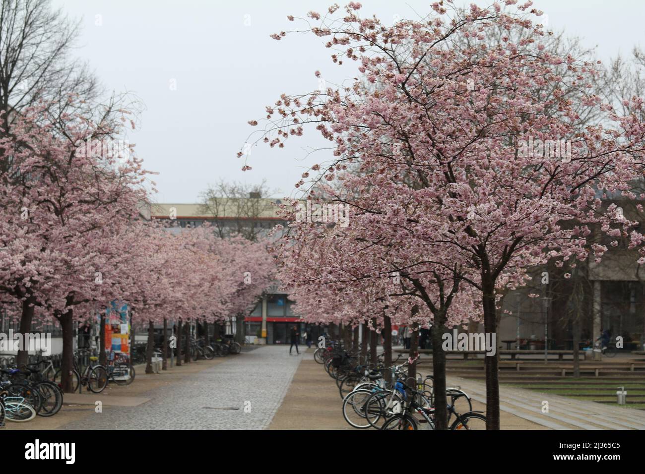 University of gottingen germany hi-res stock photography and images - Alamy