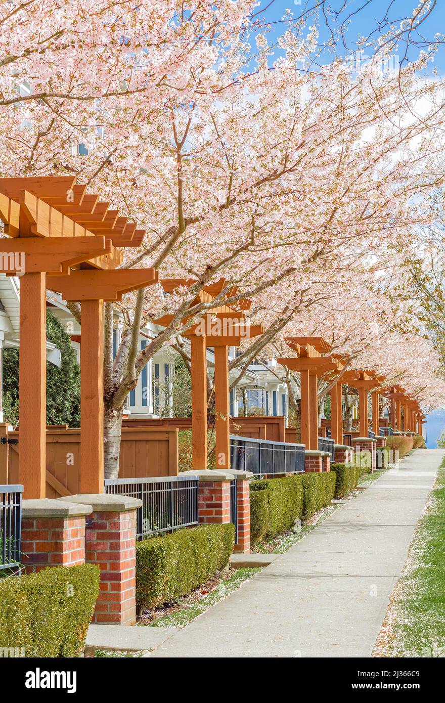 Neighborhood modern houses with spring flowers in BC, Canada. Canadian ...