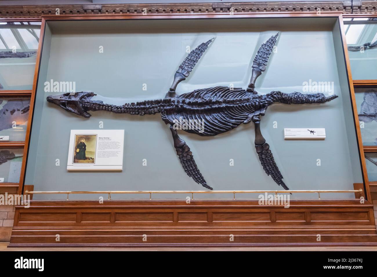 England, London, South Kensington, Natural History Museum, Exhibit of ...
