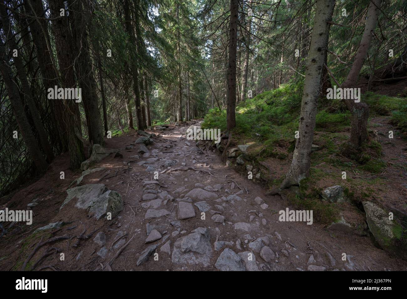 The empty forest path in High Tatras mountain range in Slovakia Stock ...