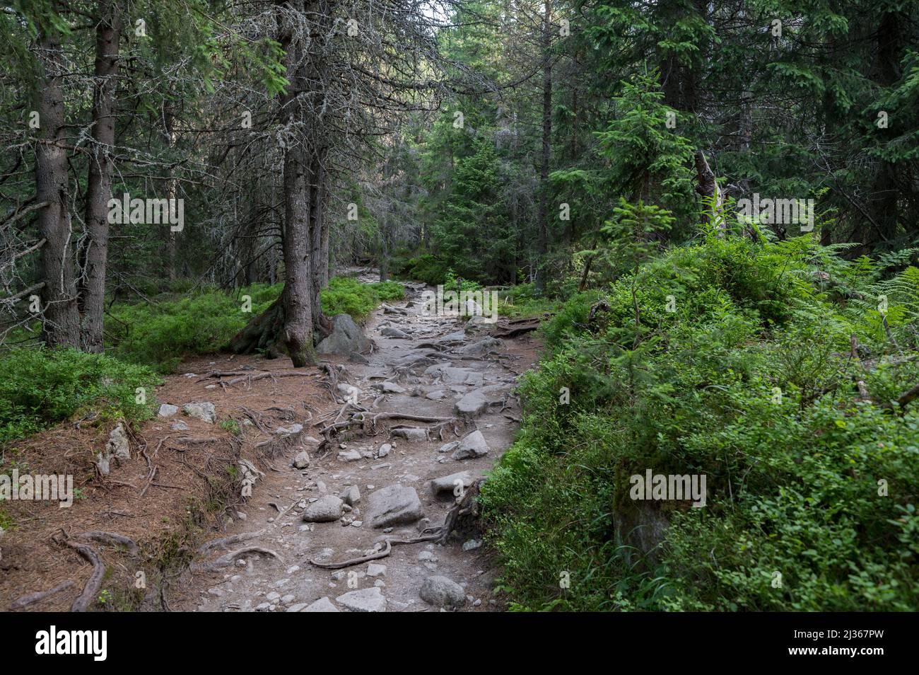 The empty forest path in High Tatras mountain range in Slovakia Stock ...
