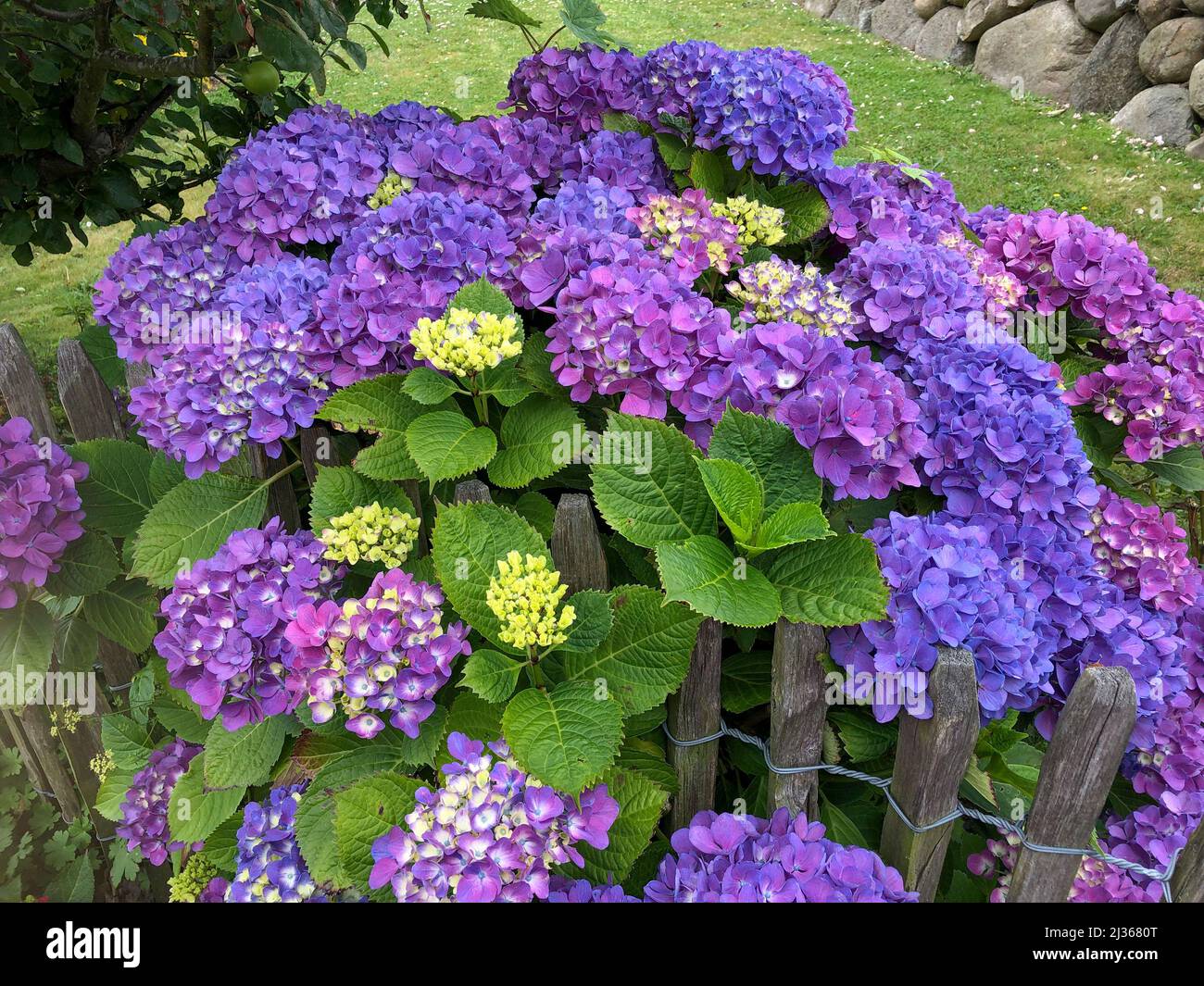 Blue hydrangea fence hi-res stock photography and images - Alamy