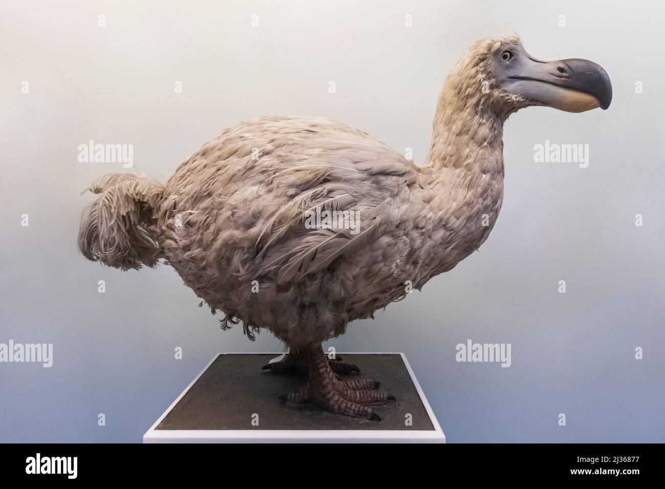 Dodo bird museum hi-res stock photography and images - Alamy